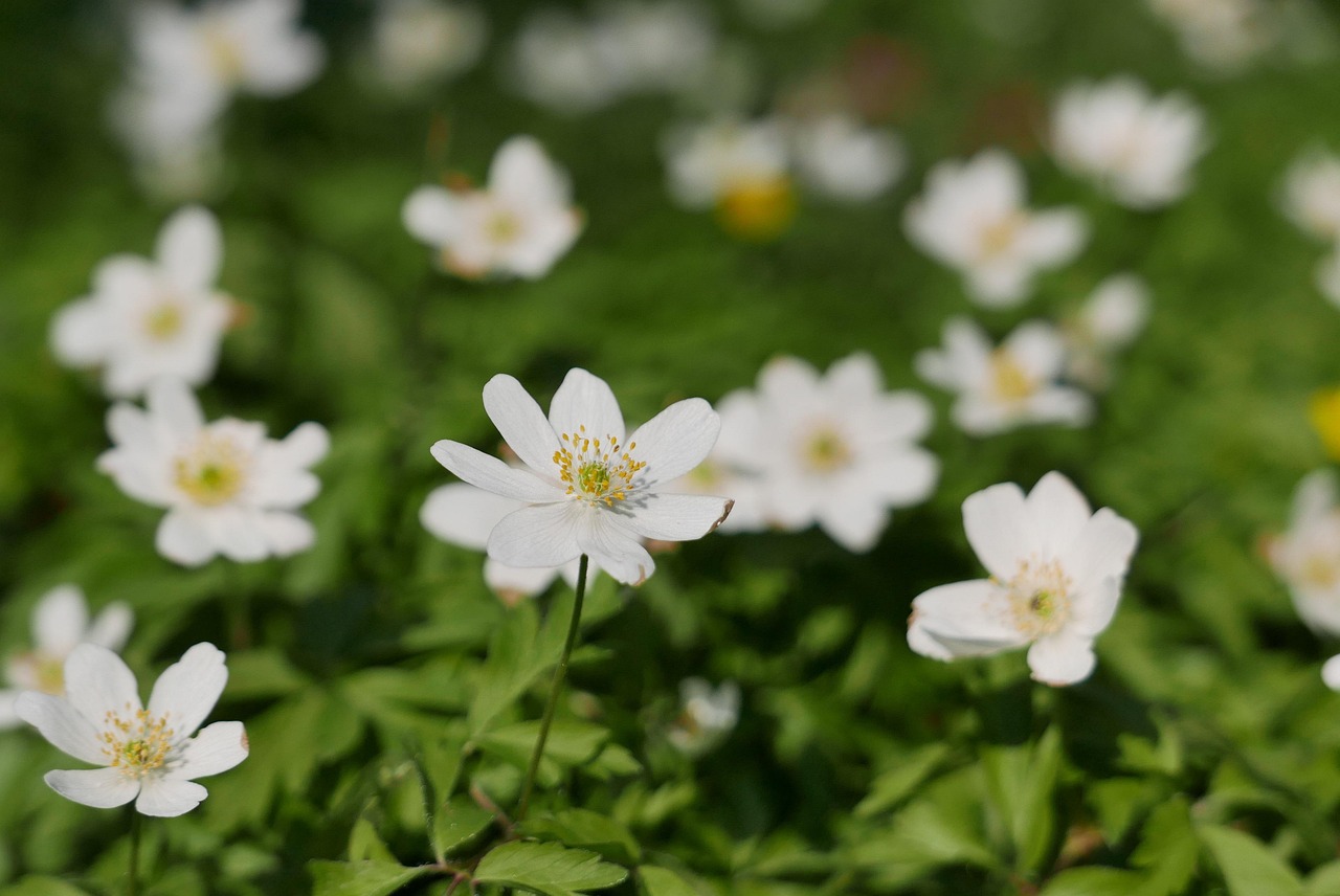 Anémones Des Bois Le Printemps La - Photo gratuite sur Pixabay - Pixabay