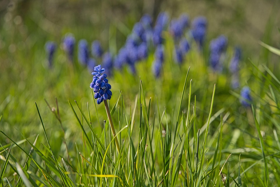 Jacinthes Le Printemps Floraison - Photo gratuite sur Pixabay