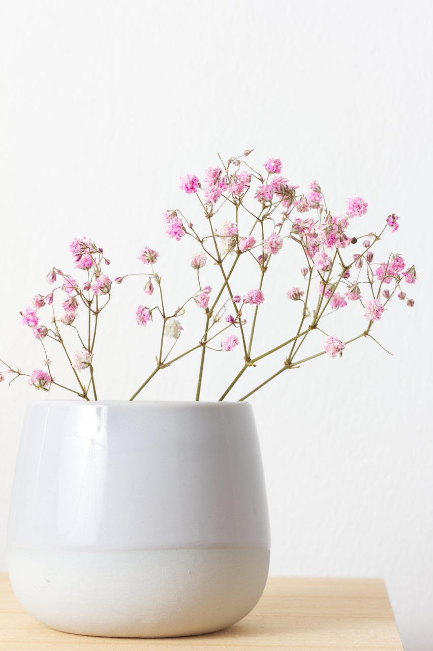 Over 200 gratis billeder for Gypsophila og Natur - Pixabay