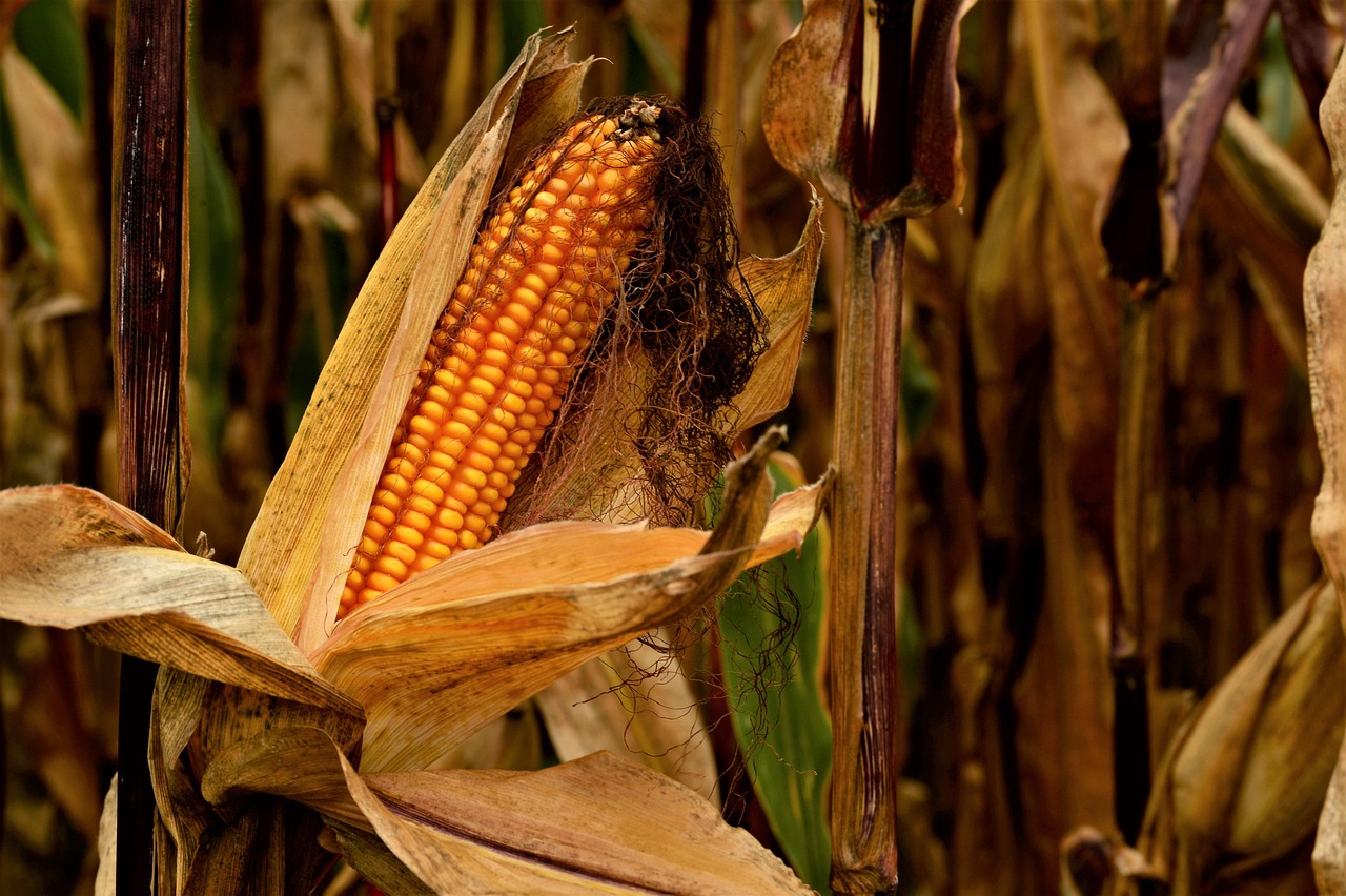 7,000+ Free Maize Crop & Maize Images - Pixabay