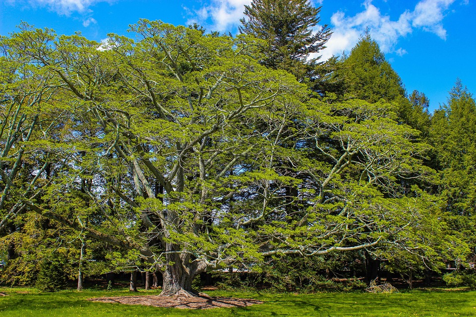 Tree Arboretum Nature - Free photo on Pixabay - Pixabay