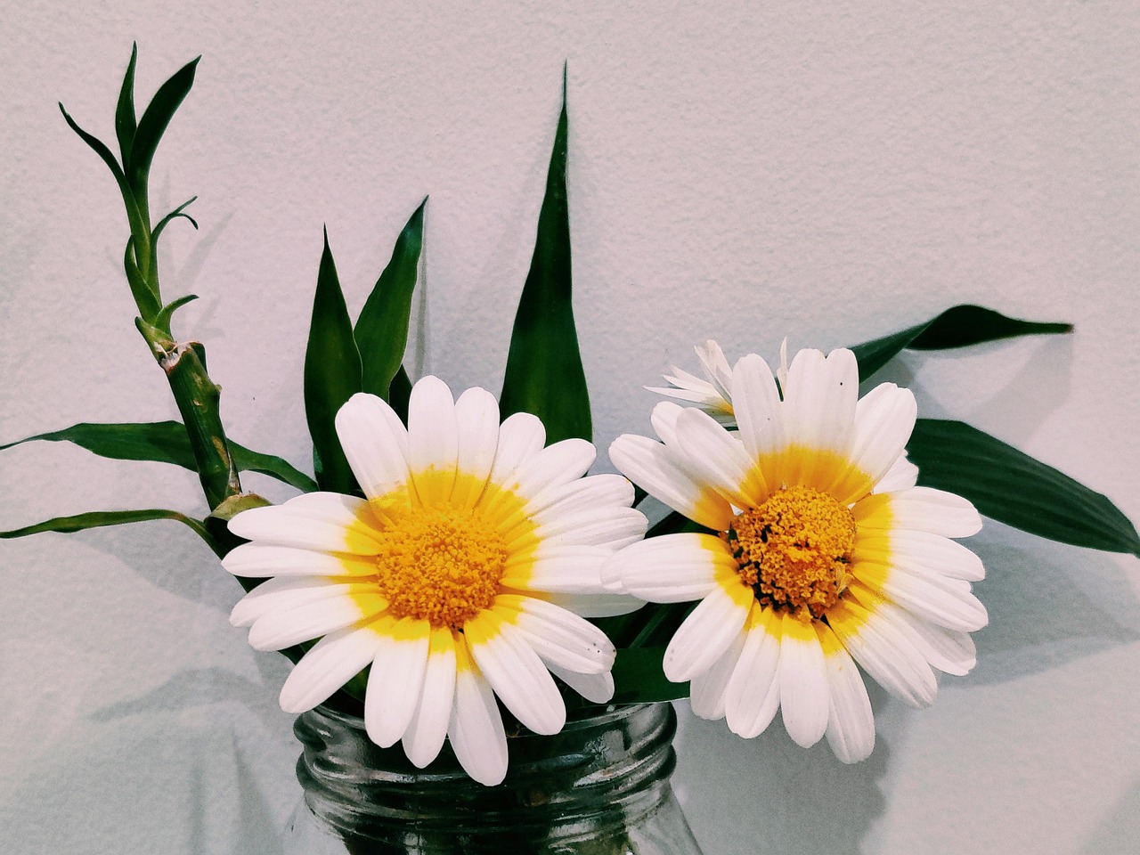 Sepasang Daisy Bunga Aster - Foto gratis di Pixabay