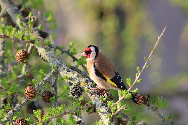 100+ Free Birds Chirping & Bird Images - Pixabay