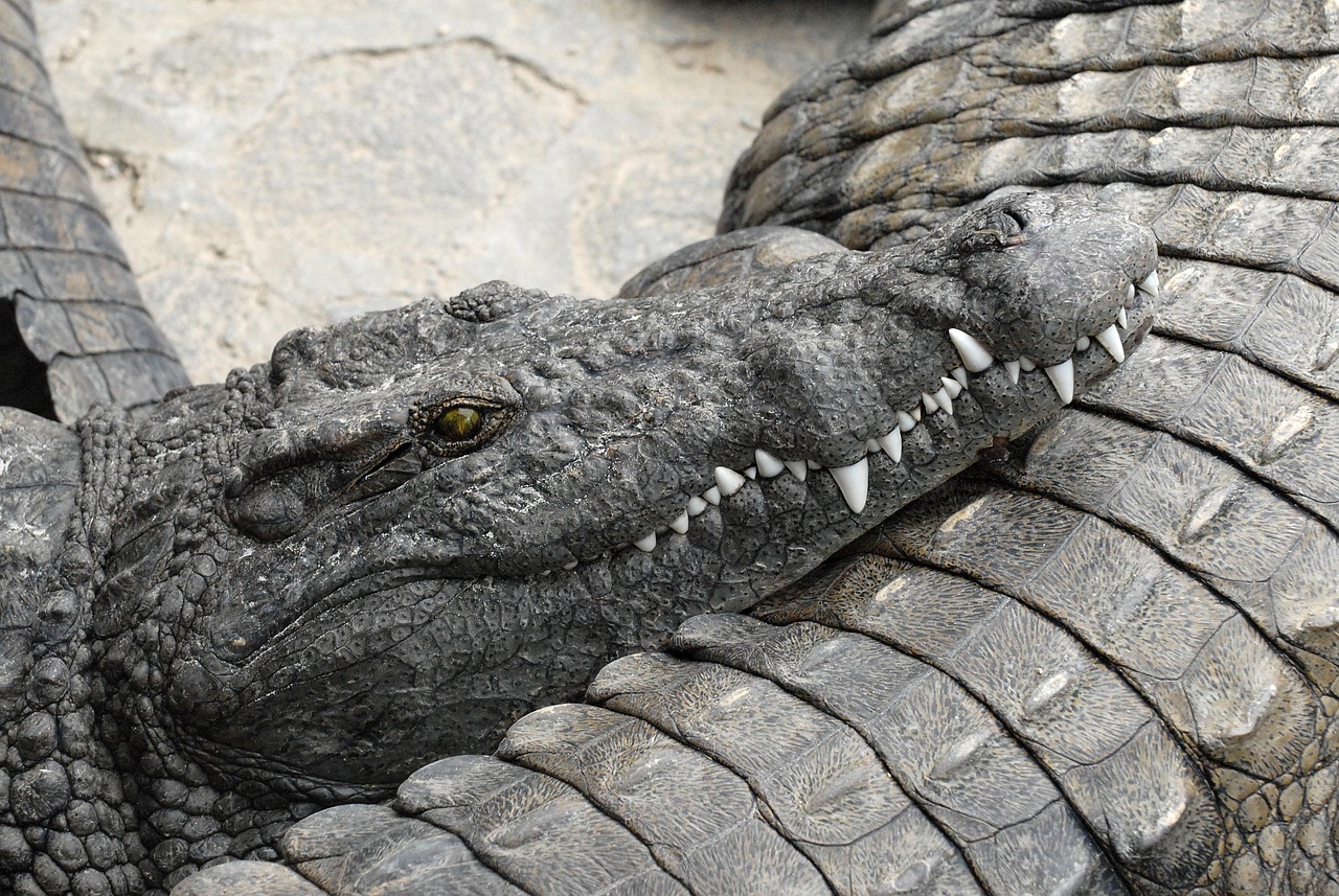 1,000+ Free Aligator & Alligator Images - Pixabay
