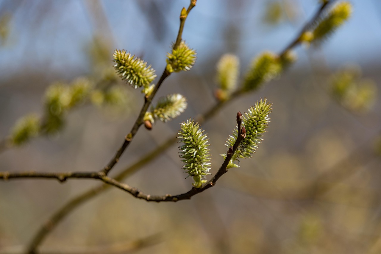 Salgueiro Verde Natureza - Foto gratuita no Pixabay - Pixabay