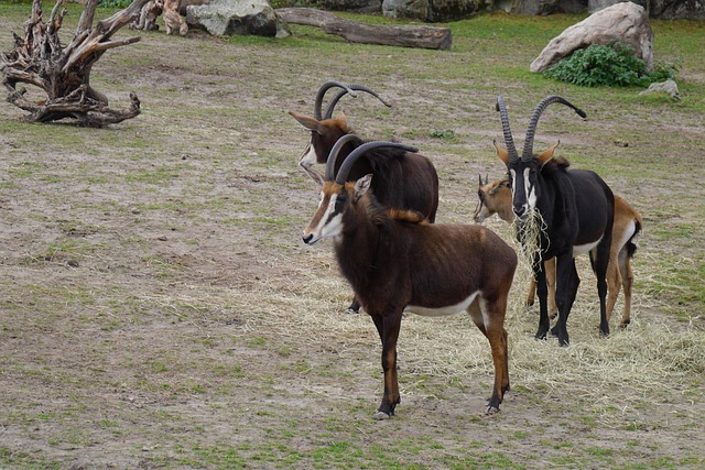 Animals Park Wildlife - Free photo on Pixabay - Pixabay