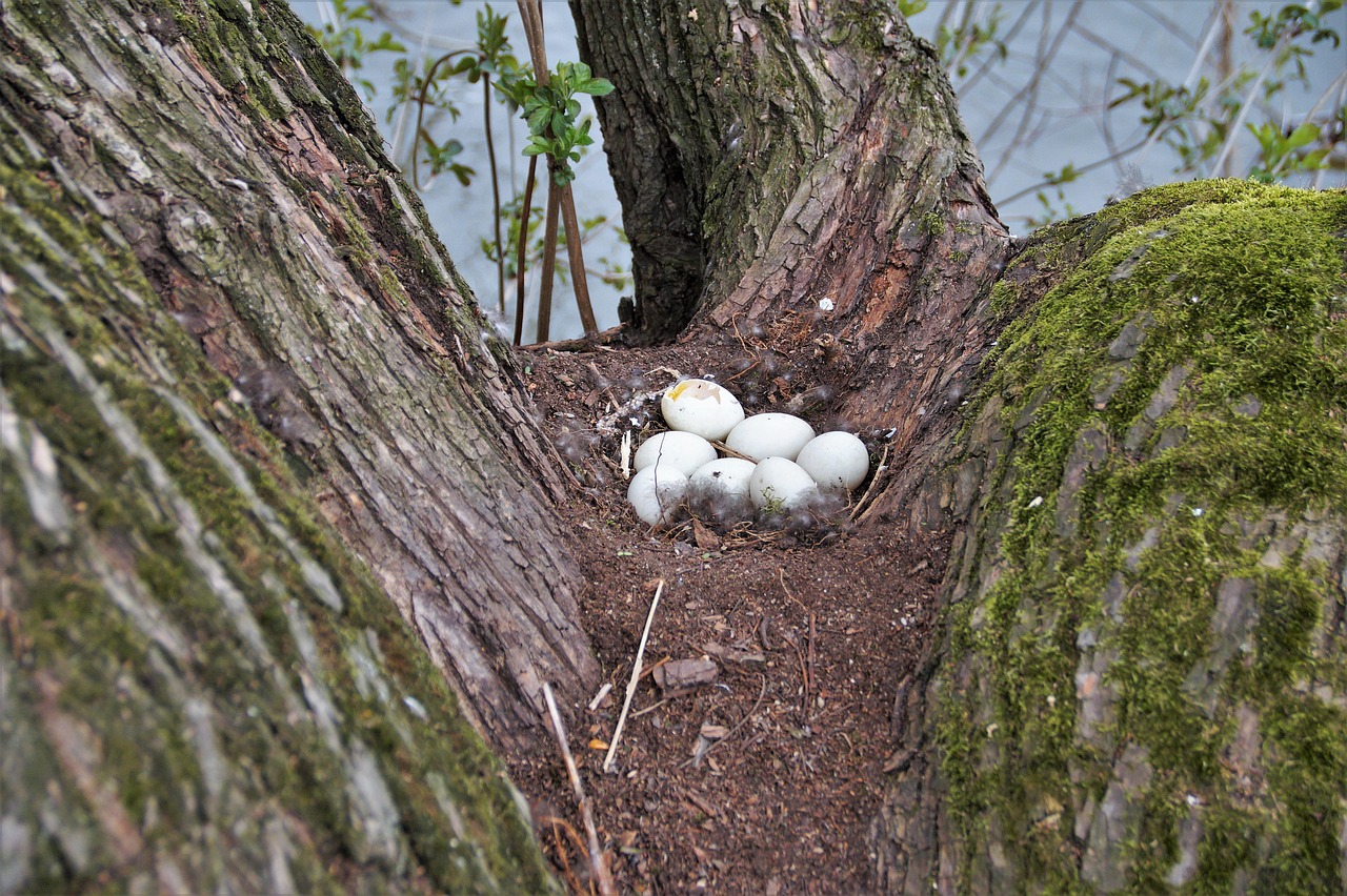 Duck Nest Eggs - Free photo on Pixabay - Pixabay