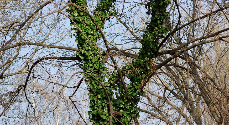 Ivy Vine - Free photo on Pixabay