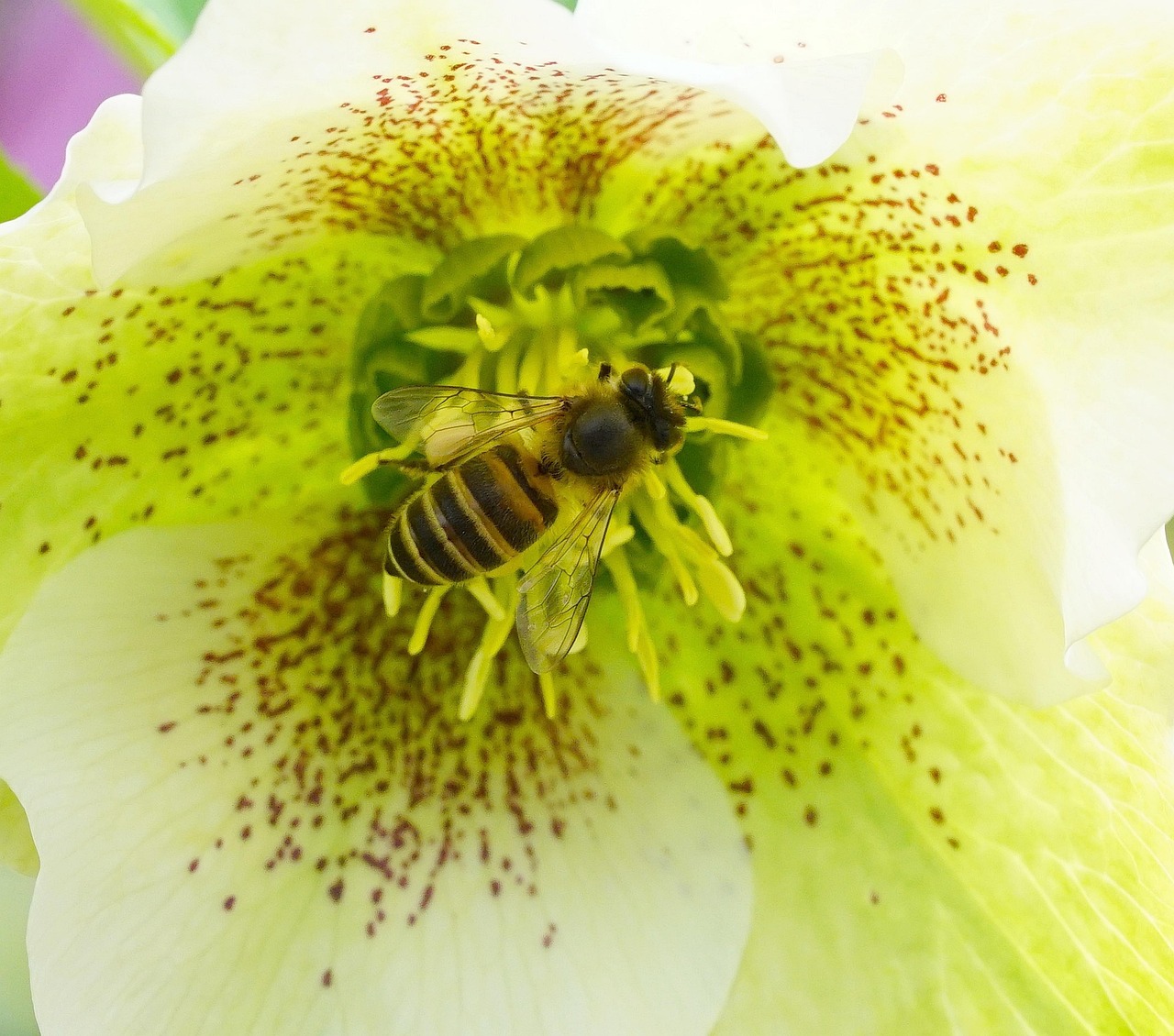 Natural Flor Primavera - Foto gratuita no Pixabay - Pixabay