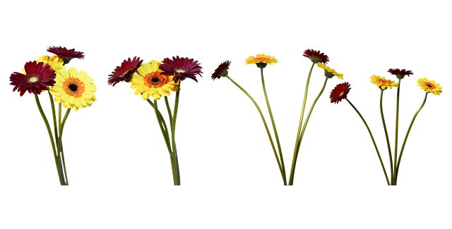 Gerbera Bunga Alam - Gambar gratis di Pixabay - Pixabay