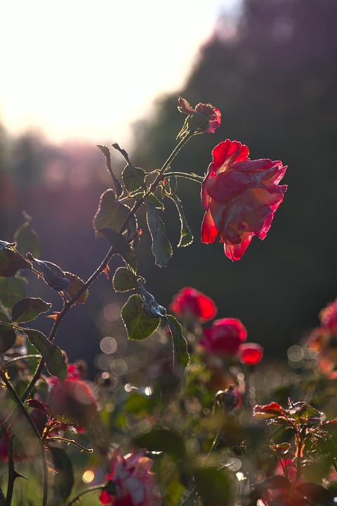 Des Roses Léger Floraison - Photo gratuite sur Pixabay - Pixabay