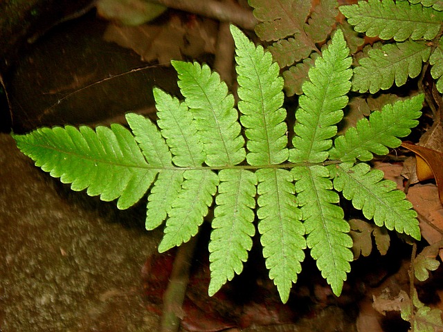 Samambaia Folha Tropical - Foto gratuita no Pixabay - Pixabay