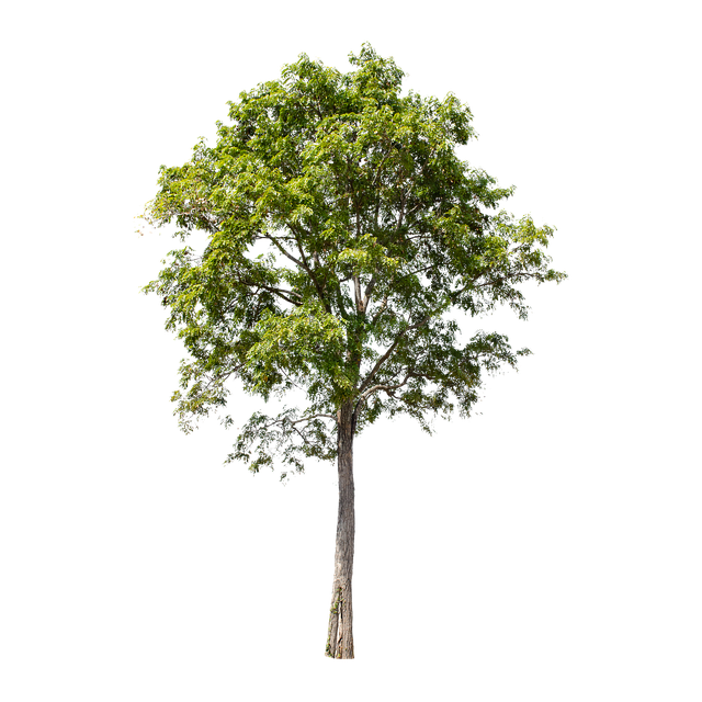 Download Tree, Green, Forest. Royalty-Free Stock Illustration Image ...