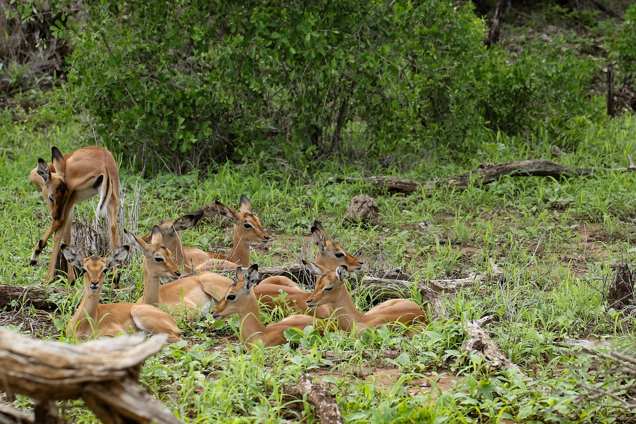 South Africa Antelope Wild - Free photo on Pixabay