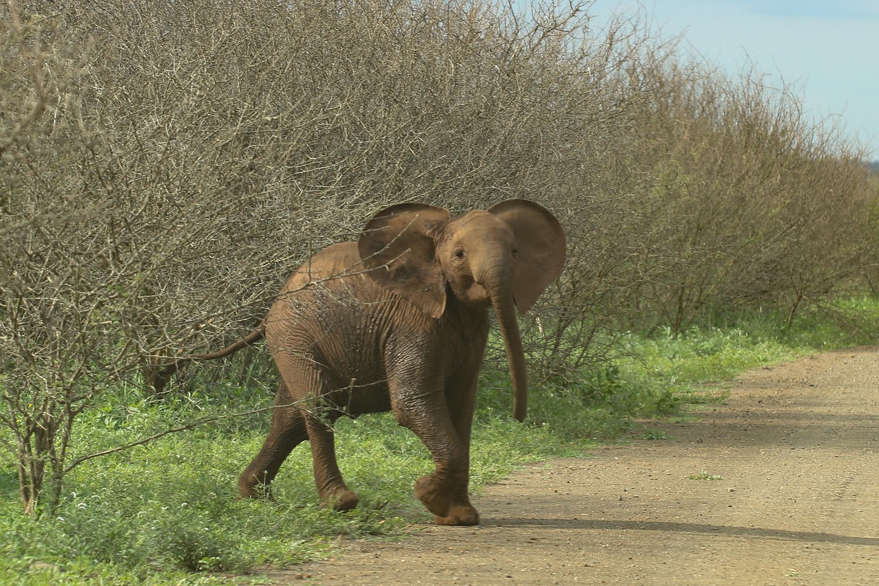 20,000+ Free Cute Baby Elephant & Elephant Images - Pixabay