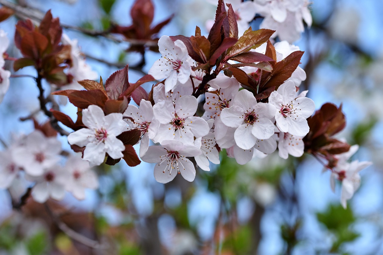Cerezo Ornamental En Flor