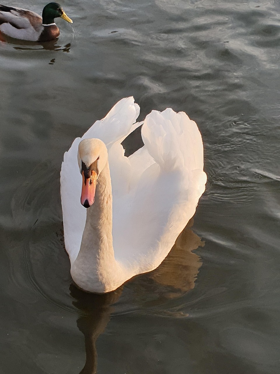 Angsa Wintersun Anggun Swan - Foto gratis di Pixabay - Pixabay