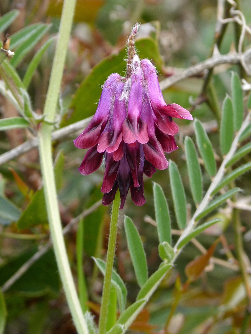 Wild Flower Compound - Free photo on Pixabay - Pixabay