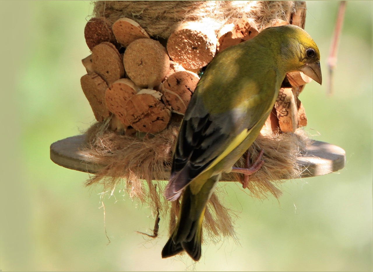 Verderón Común Pájaro Cantor - Foto gratis en Pixabay - Pixabay