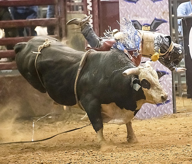 Bull Riding Rodeo - Free photo on Pixabay