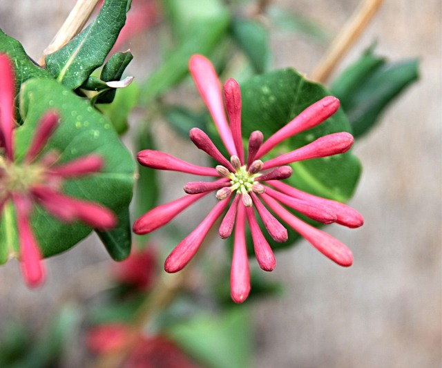 Ivy Honeysuckle Red - Free photo on Pixabay