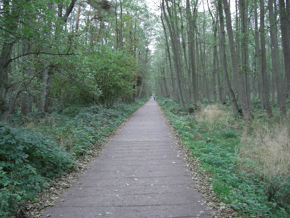 Nature Path - Free photo on Pixabay - Pixabay