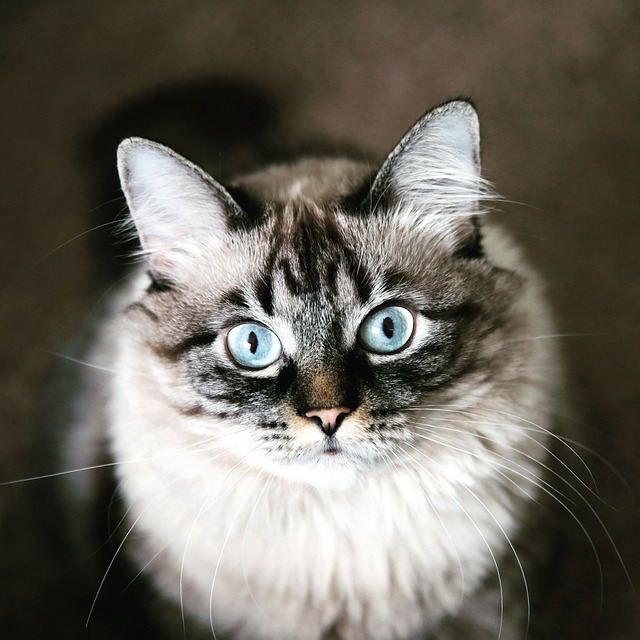 30,000+ Free Cute Sweet Cat & Cat Images - Pixabay