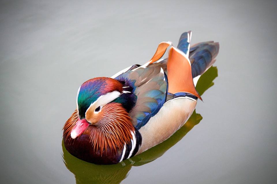 Mandarina Pato Pájaro - Foto gratis en Pixabay - Pixabay