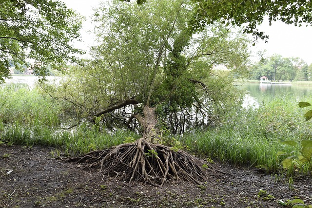 Tree The Roots Of Water - Free photo on Pixabay - Pixabay