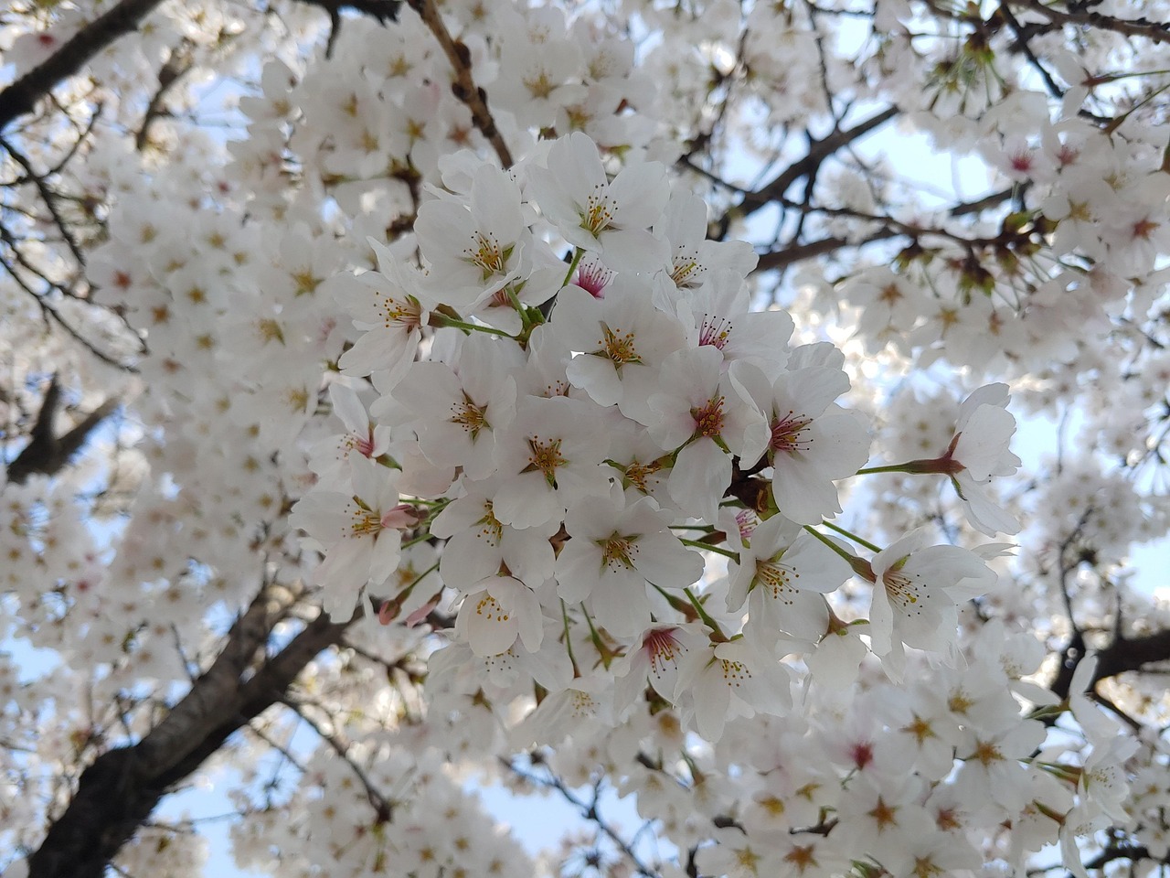 70+ Free Cherry Blossom Forest & Forest Images - Pixabay