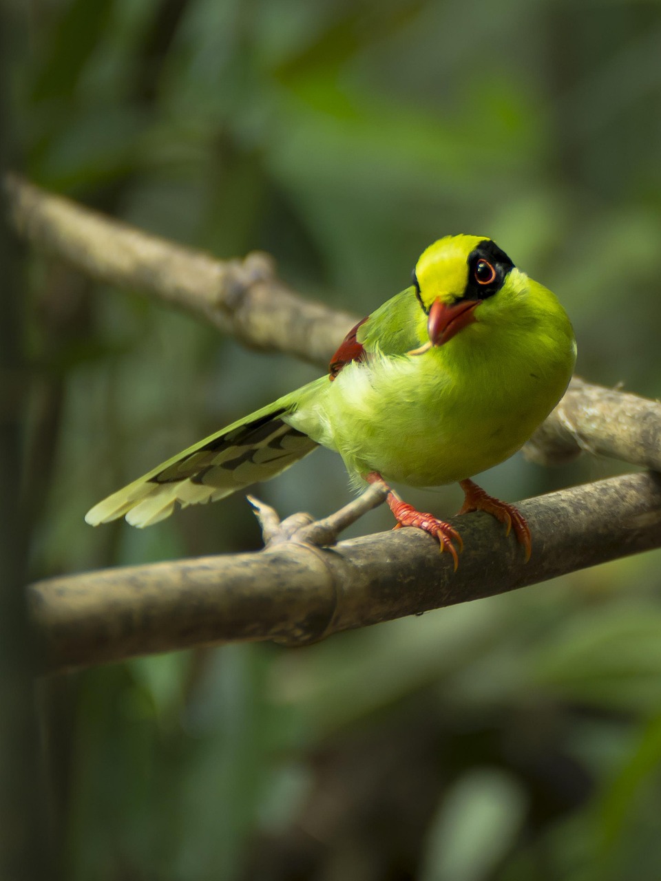 Common Green Magpie Subadult - Free photo on Pixabay - Pixabay