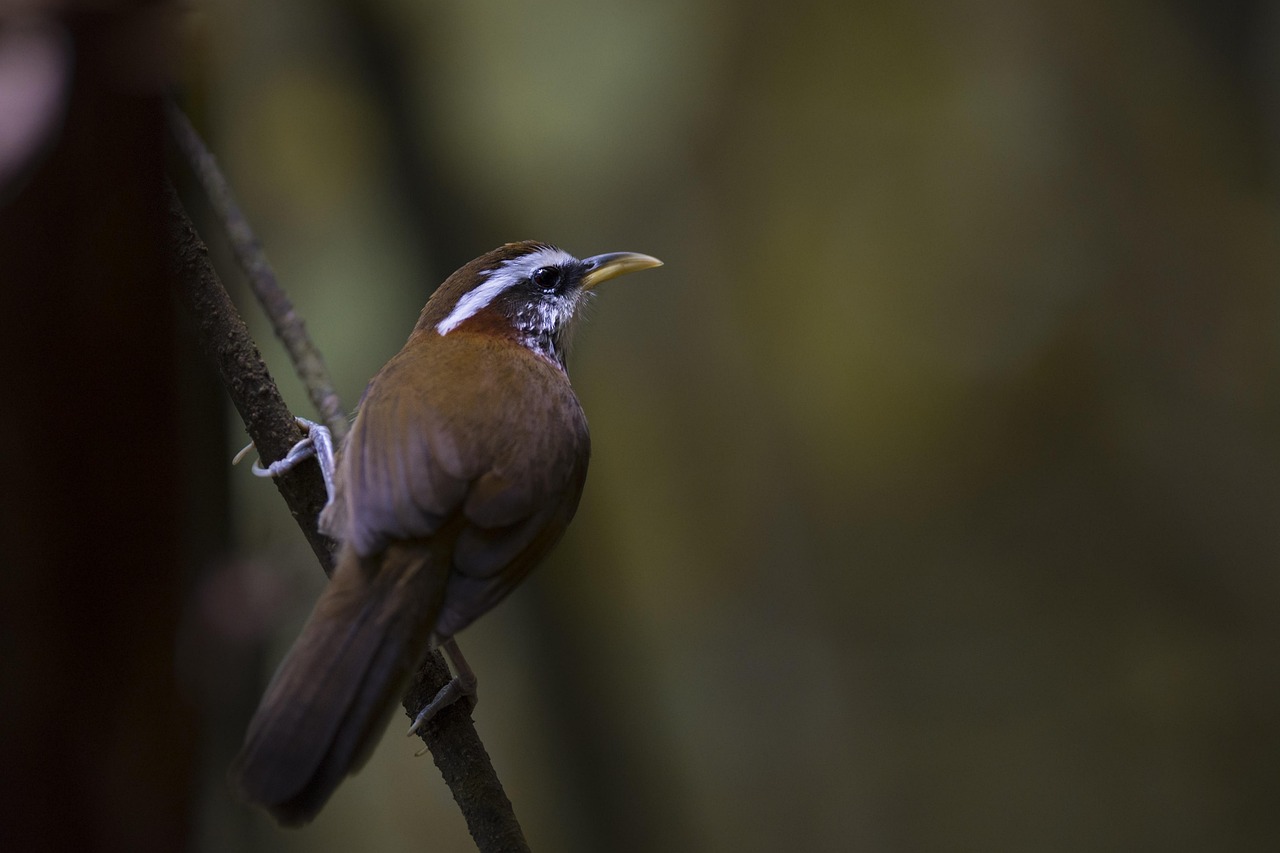 Streak-Breasted Scimitar Babbler - Free photo on Pixabay - Pixabay