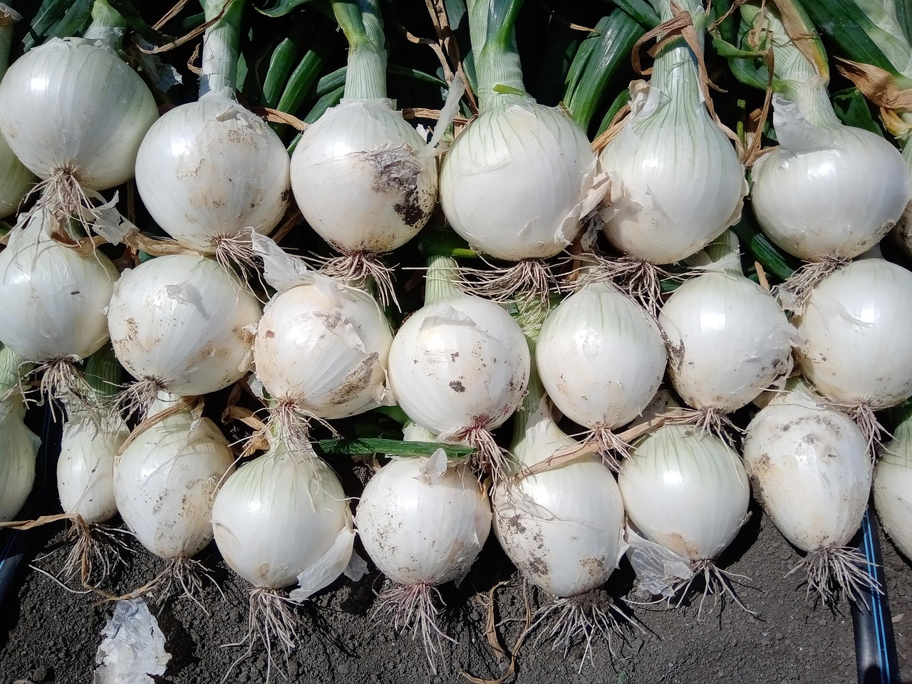 Más de 6 000 imágenes gratis de Sprouting Onion y Cebolla - Pixabay