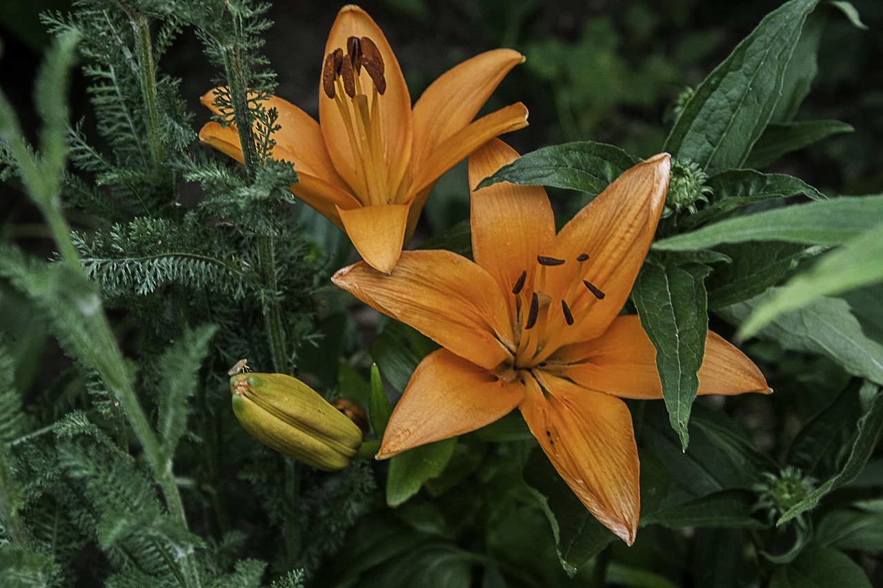 Plus de 100 images de Lillies et de Lille - Pixabay