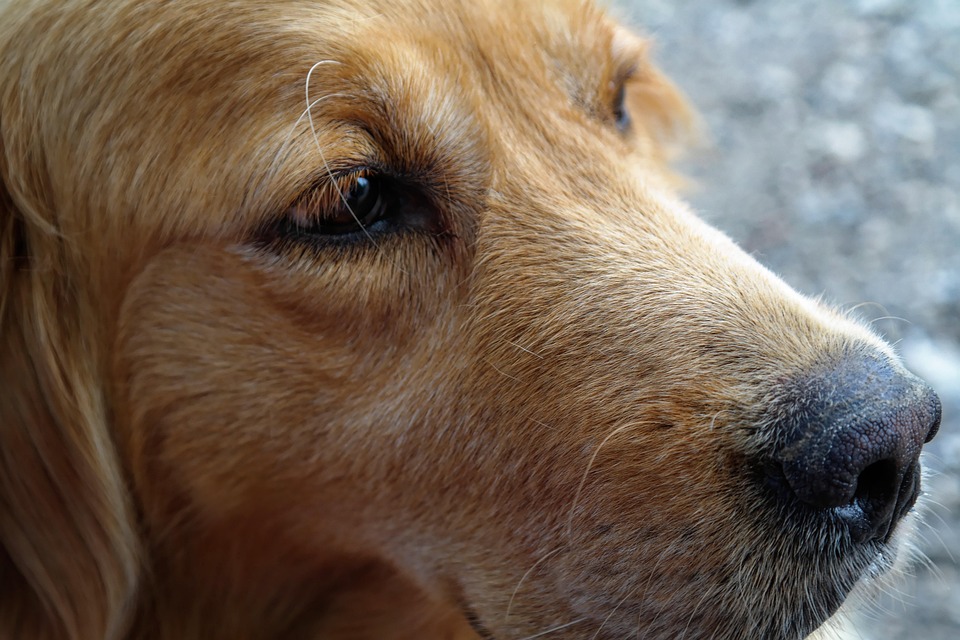 Dog Pet Portrait - Free photo on Pixabay - Pixabay