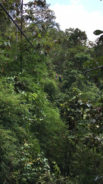 La Jungle De Survoler L Thaïlande - Photo gratuite sur Pixabay - Pixabay