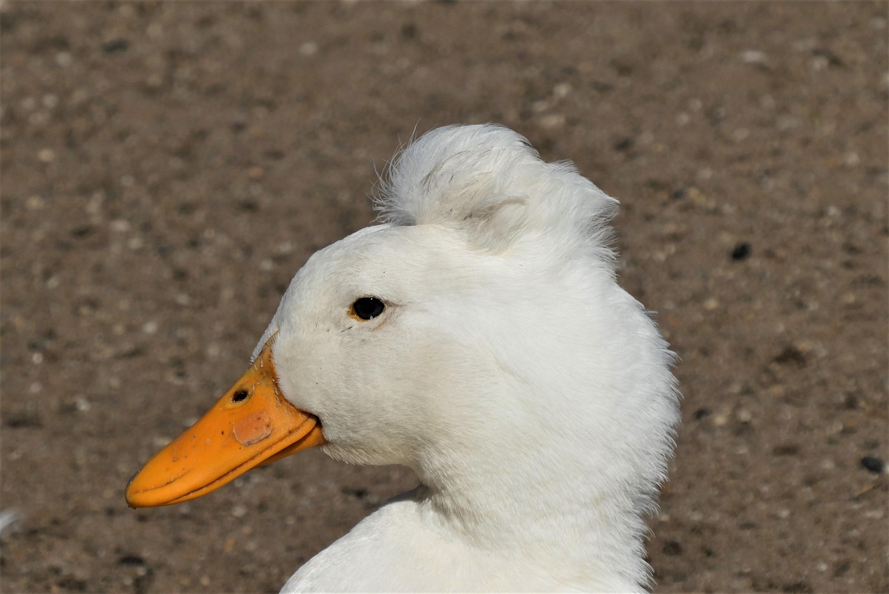Más de 20 000 imágenes gratis de Duck'S Beak y Pato - Pixabay