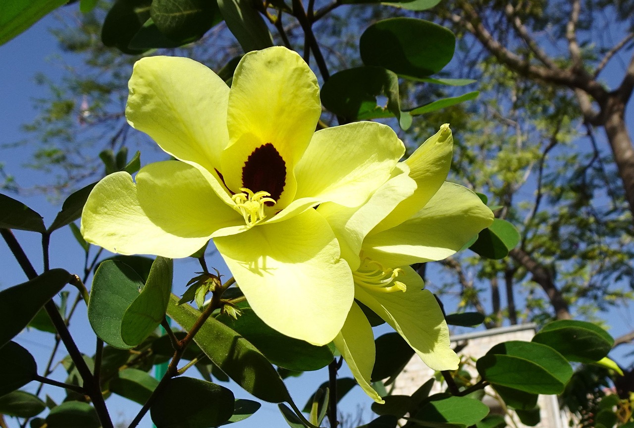 Flower Bauhinia Purpurea Orchid - Free photo on Pixabay