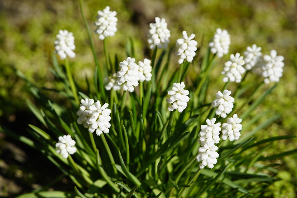 Grape Hyacinth Spring - Free photo on Pixabay