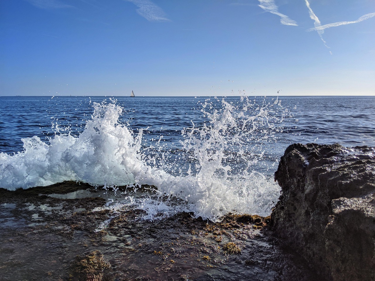 300+ Free Goa & Nature Images - Pixabay