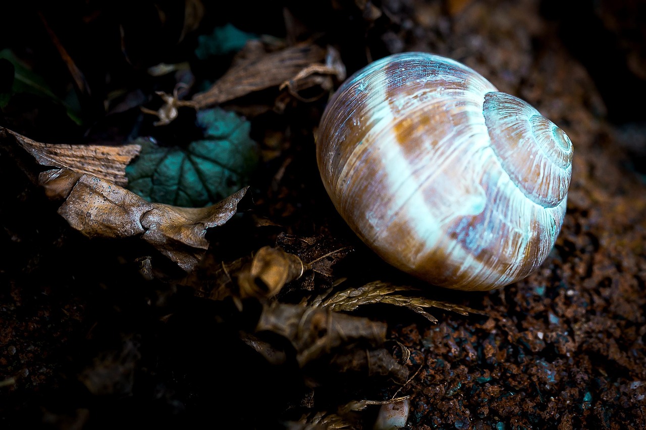 La Nature Escargot Coquille - Photo gratuite sur Pixabay - Pixabay