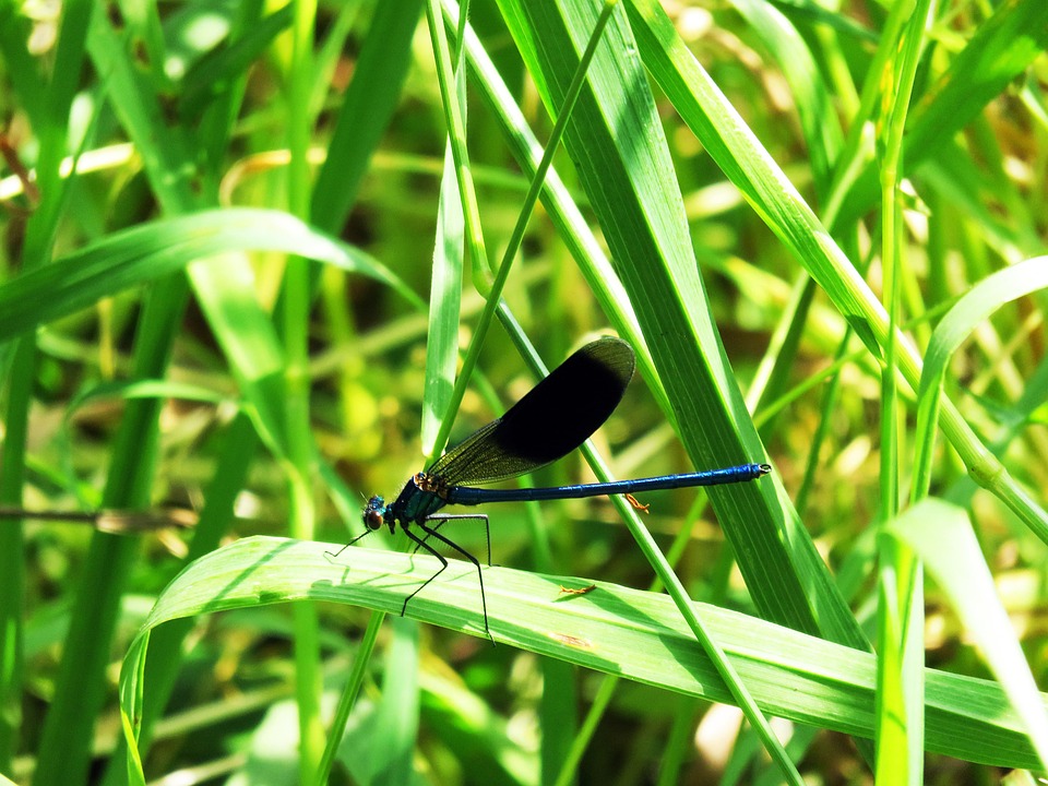 Libelle Insekt Makro - Kostenloses Foto auf Pixabay