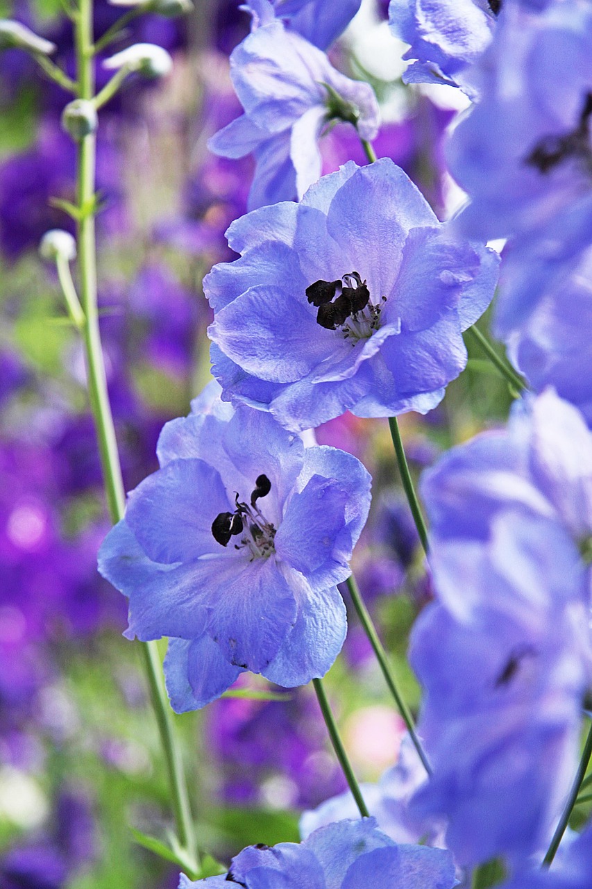 Blue Garden Flowers - Free photo on Pixabay - Pixabay