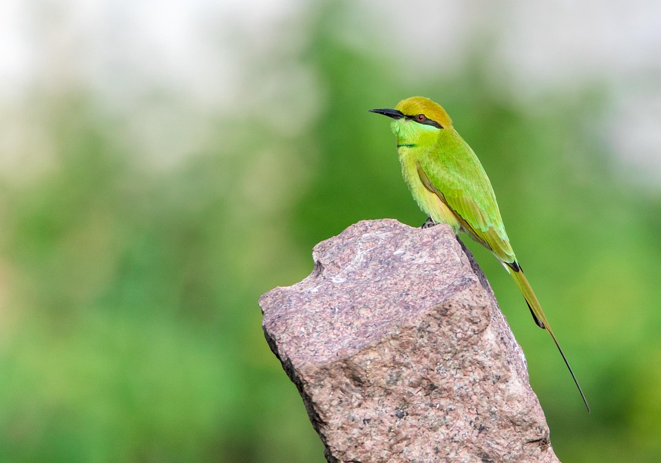 Green Bee Eater Bird India Small - Free photo on Pixabay
