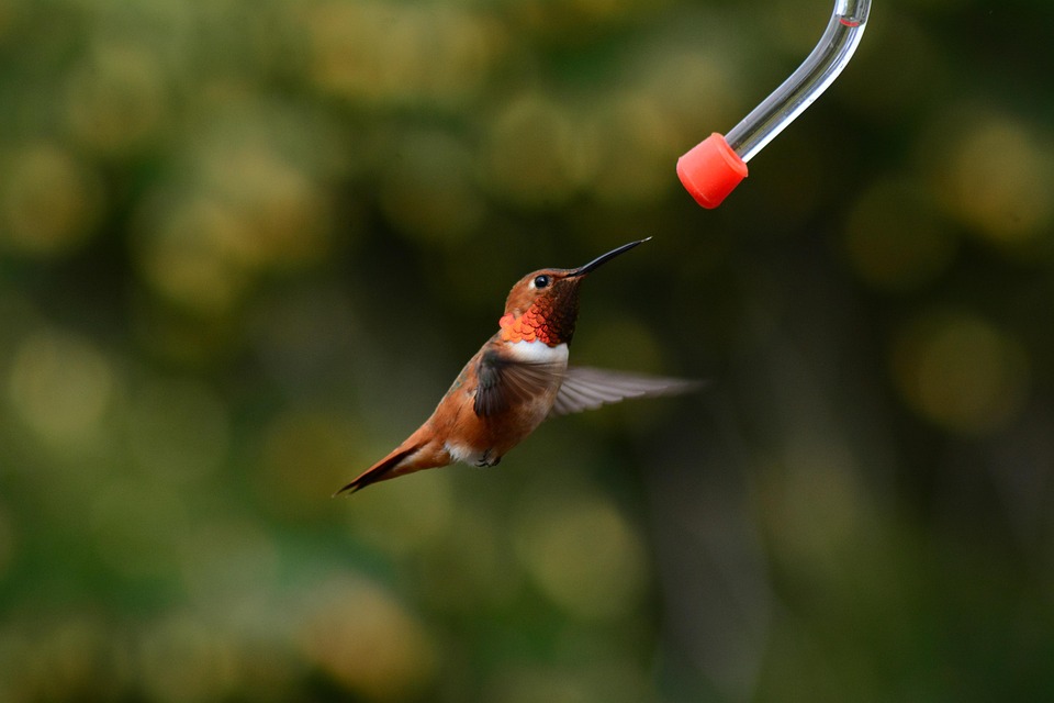 Male Rufous Hummingbird Bird - Free photo on Pixabay - Pixabay