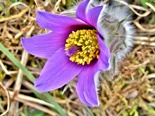 Pasque 花 伦 - Pixabay上的免费照片 - Pixabay