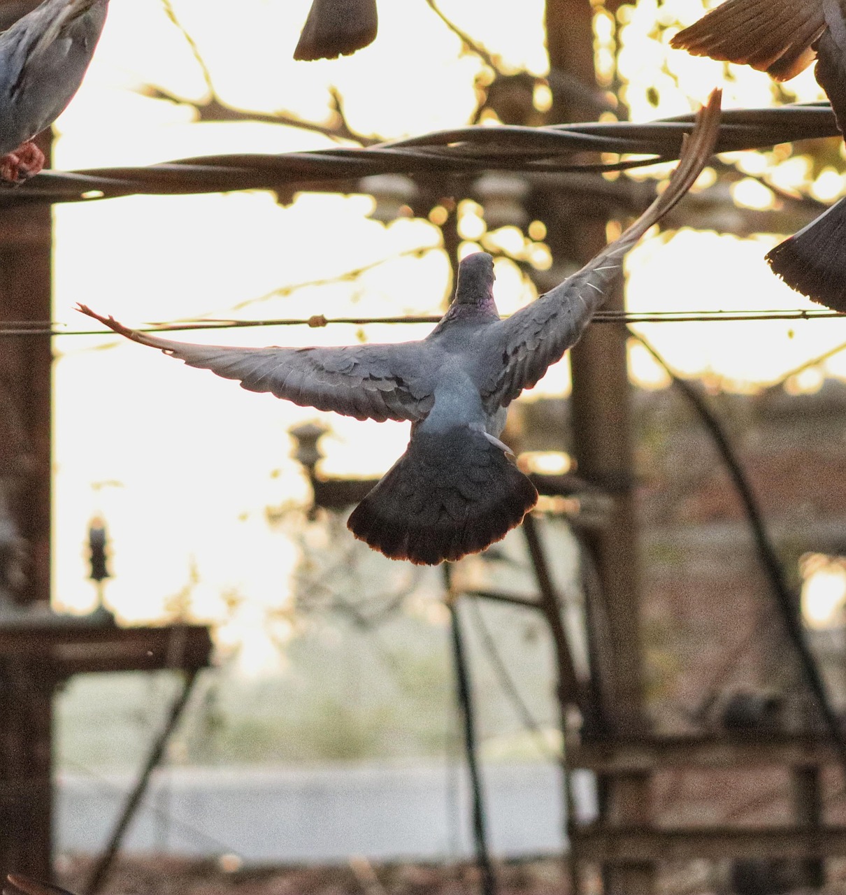 20,000+ Free Flying Pigeon & Pigeon Images - Pixabay