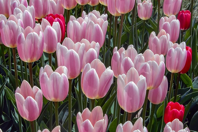 Tulipanes Flores Rosado - Foto gratis en Pixabay - Pixabay
