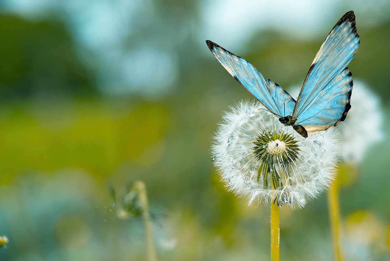 Butterfly Dandelion Nature - Free photo on Pixabay