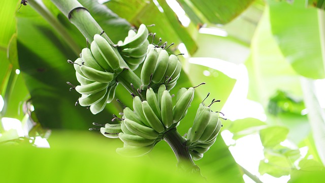 Banane La Nature Fruits - Photo gratuite sur Pixabay - Pixabay